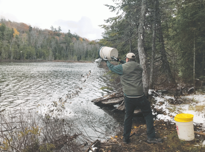 DNR: Fall fishing stocking successful | News, Sports, Jobs - Daily Press